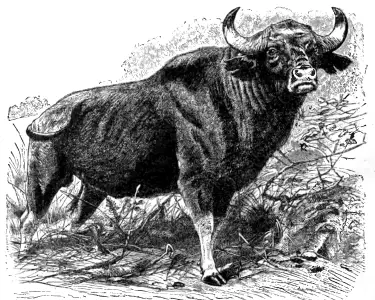 Gaur - New World Encyclopedia