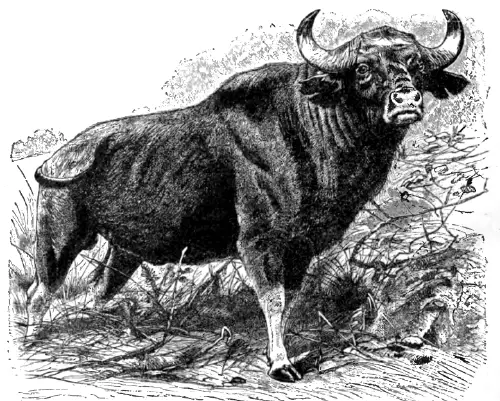 Gaur - New World Encyclopedia
