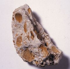 Limestone - New World Encyclopedia