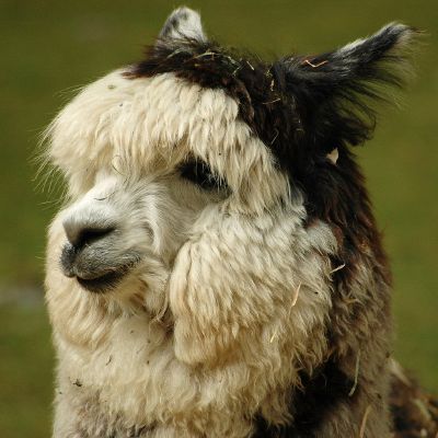 Alpaca - New World Encyclopedia