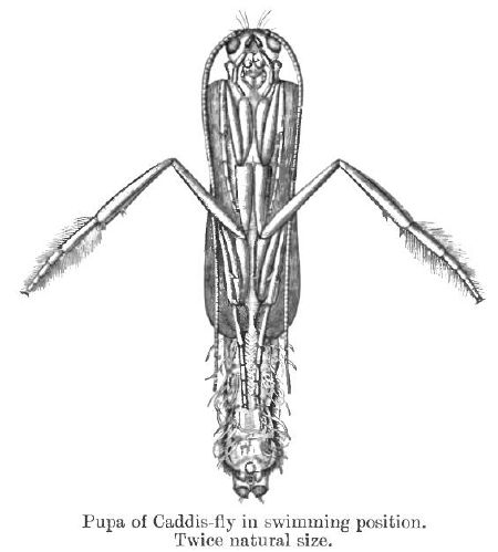 Trichoptera - New World Encyclopedia