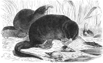 Mole (animal) - New World Encyclopedia