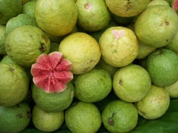 Guava - New World Encyclopedia
