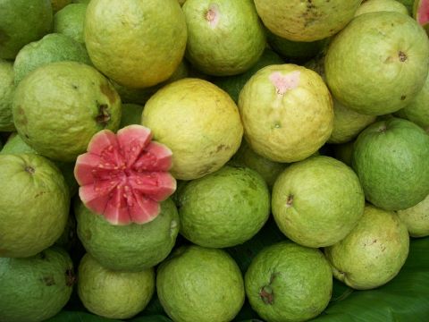 Guava - New World Encyclopedia