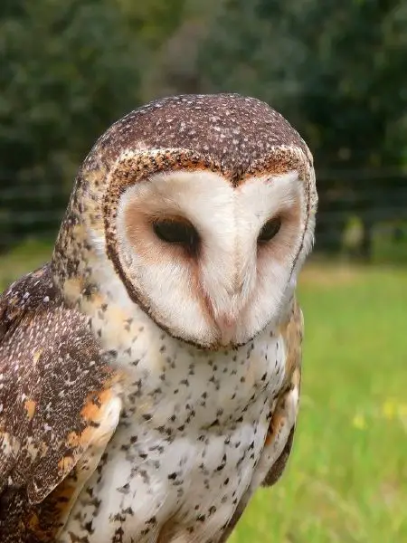 Owl - New World Encyclopedia