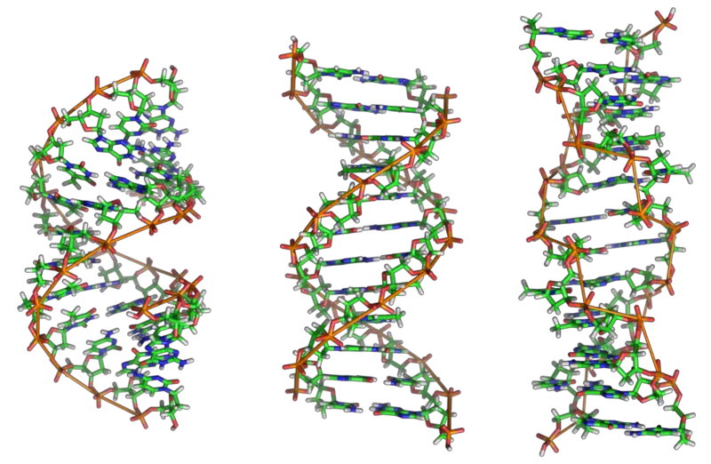 DNA - New World Encyclopedia