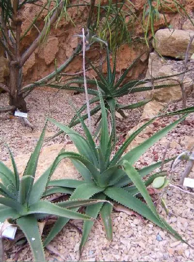 Aloe - New World Encyclopedia