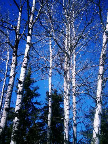 Birch - New World Encyclopedia