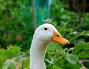 Duck - New World Encyclopedia