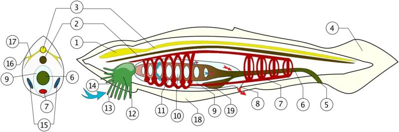 Cephalochordata - New World Encyclopedia