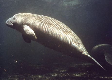 Manatee - New World Encyclopedia
