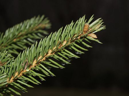 Spruce - New World Encyclopedia