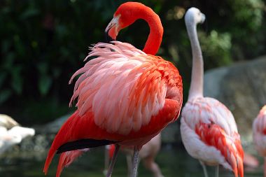 Flamingo - New World Encyclopedia