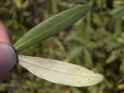 Olive - New World Encyclopedia