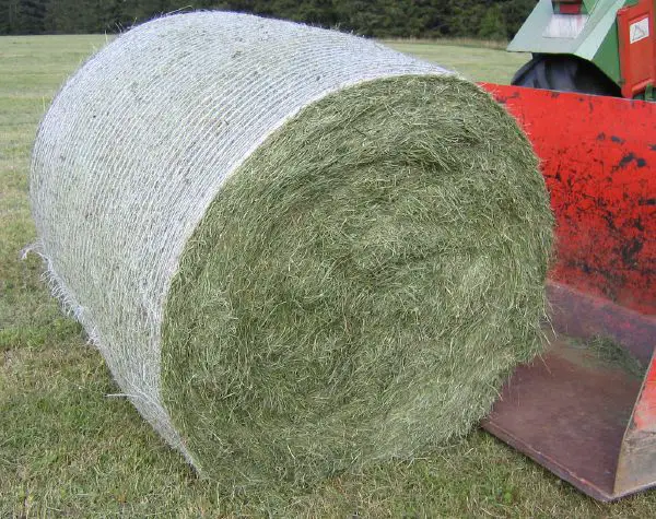 Hay - New World Encyclopedia