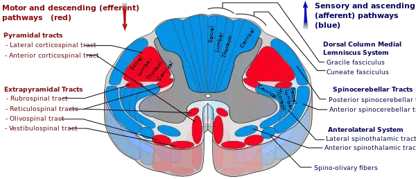 Spinal cord - New World Encyclopedia