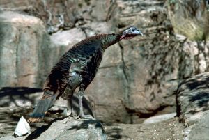 Galliformes - New World Encyclopedia