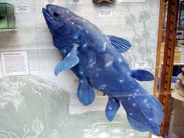 Coelacanth - New World Encyclopedia