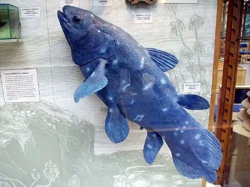 Coelacanth - New World Encyclopedia