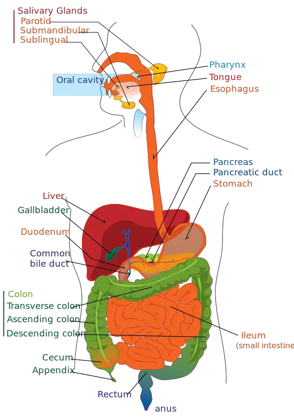 Gastrointestinal tract - New World Encyclopedia