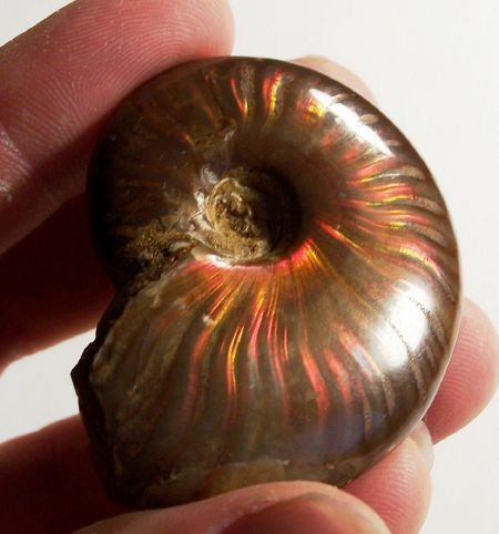 Ammonoid - New World Encyclopedia