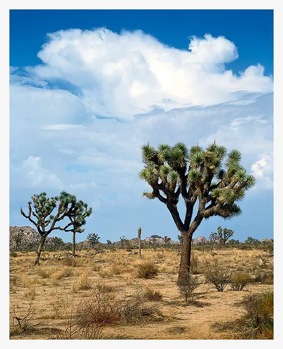 Mojave Desert - New World Encyclopedia