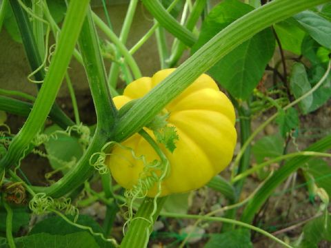 Squash (plant) - New World Encyclopedia