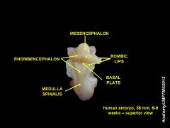Hindbrain - New World Encyclopedia