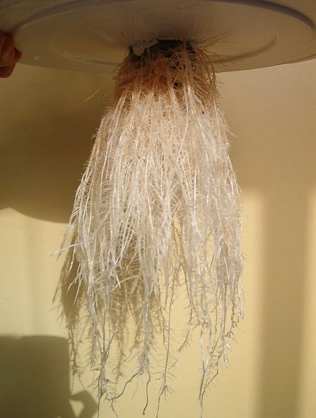 Root - New World Encyclopedia