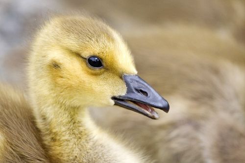 Goose - New World Encyclopedia