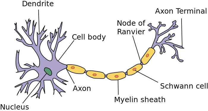 Nerve - New World Encyclopedia