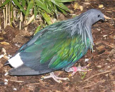 Columbidae - New World Encyclopedia