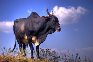 Ox - New World Encyclopedia