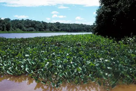 Paraguay River - New World Encyclopedia