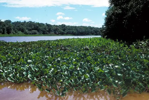 Paraguay River - New World Encyclopedia