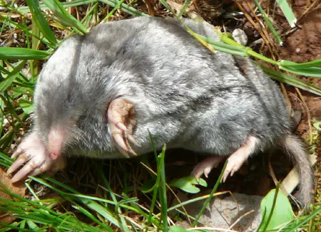 Mole (animal) - New World Encyclopedia