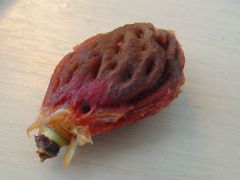 Drupe - New World Encyclopedia