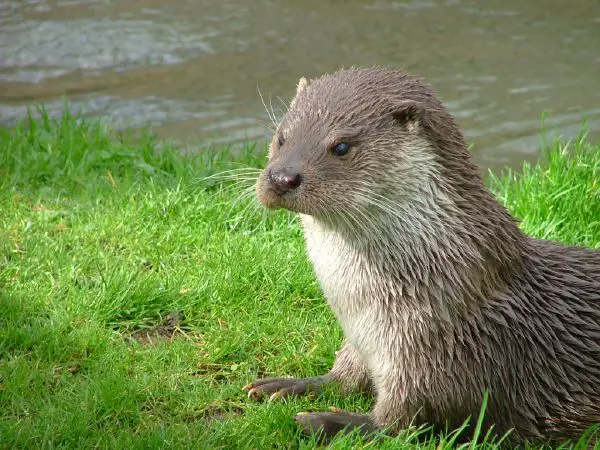 Otter - New World Encyclopedia