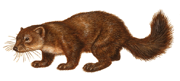 Mustelidae - New World Encyclopedia