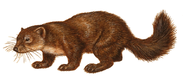 Sable - New World Encyclopedia