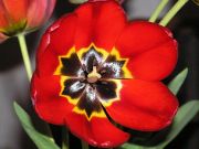 Tulip - New World Encyclopedia