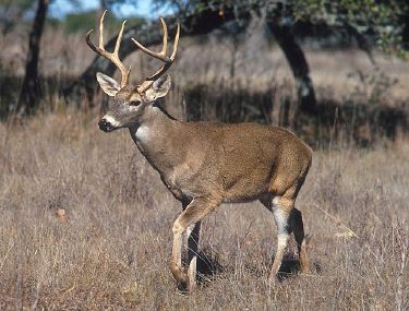 Deer - New World Encyclopedia