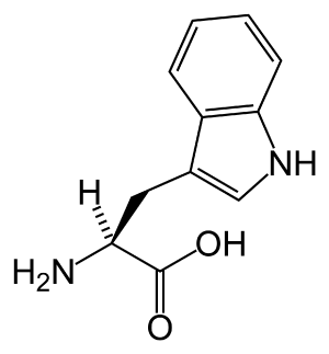 Tryptophan - New World Encyclopedia