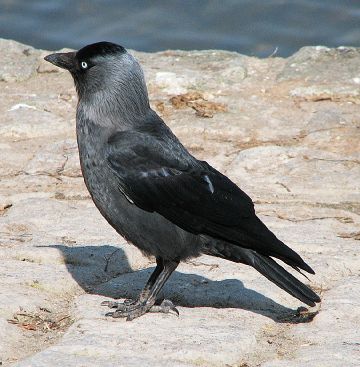 Jackdaw - New World Encyclopedia