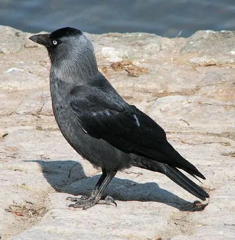 Jackdaw - New World Encyclopedia