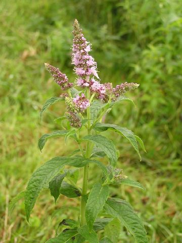 Mentha - New World Encyclopedia