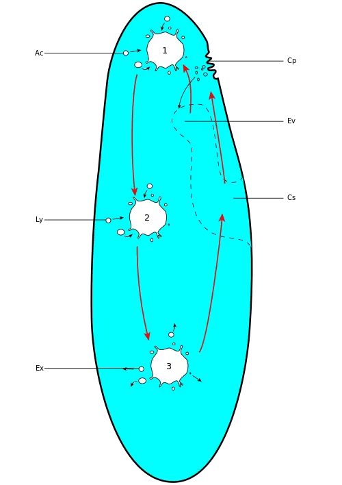 Paramecium - New World Encyclopedia