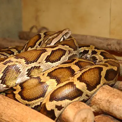 Python - New World Encyclopedia