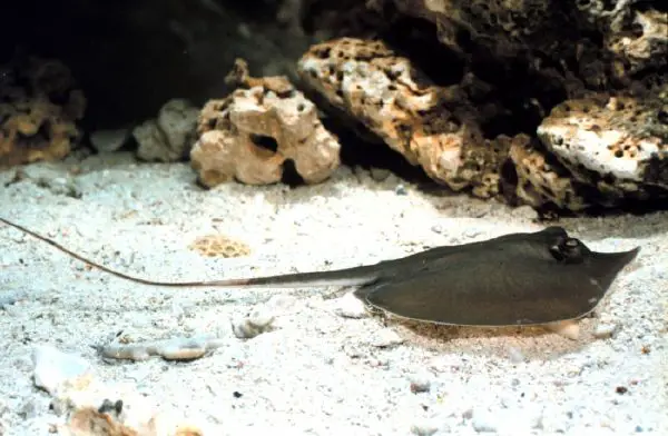 Stingray - New World Encyclopedia