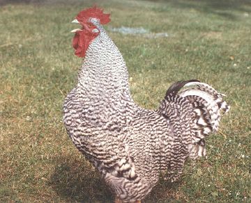 Fowl - New World Encyclopedia